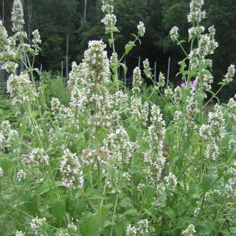 Catnip Organic Seeds Hudson Valley Seed Company