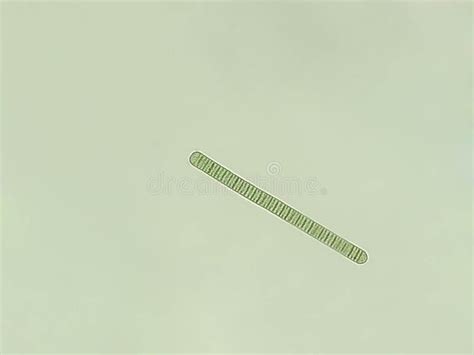 Oscillatoria Microscope Slide