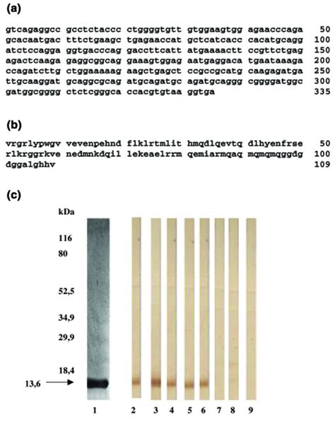 Nucleotide And Amino Acid Sequences And Immunochemical Characterization Download Scientific