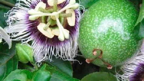 Учений з Харкова показав як цьогоріч у нього в прифронтовому місті вродила маракуйя Новости