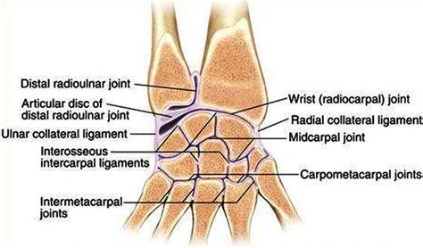 Intercarpal Joints Midcarpal Joints Medically