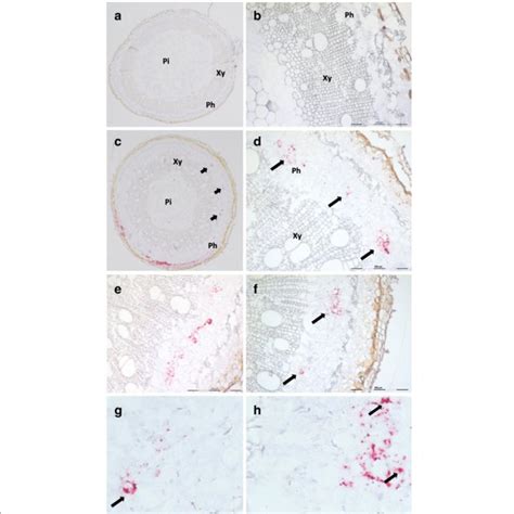 Rnascope® In Situ Hybridization Conditions Tested For Protocol Definition Download Table