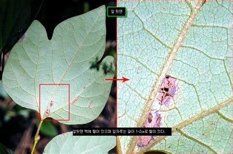 이름순 계절별 꽃색으로 찾기 생강나무