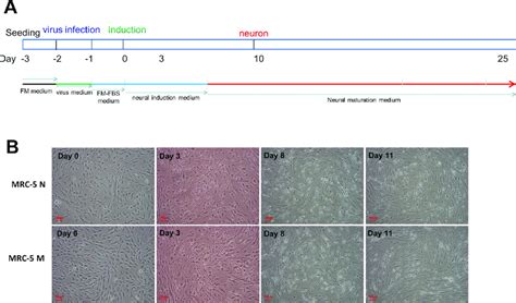 Direct Conversion Of Human Fibroblasts Into Da Neurons A Conversion