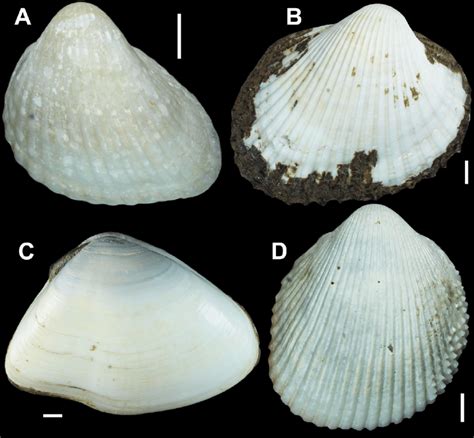 External View Of Shell Of The Bivalves Collected From Estuary Of Download Scientific Diagram