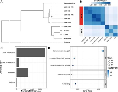 Comparative Genomics Analysis Of B Bassiana Isolates A Best Scoring Download Scientific