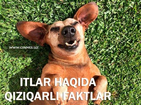 Itlar Haqida Qiziqarli Faktlar Faktlar Va Rekordlar