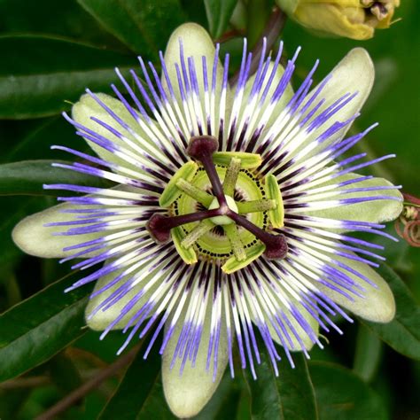 Lets Enjoy The Beauty Passion Flower One Of The Worlds Most Beautiful Flowers