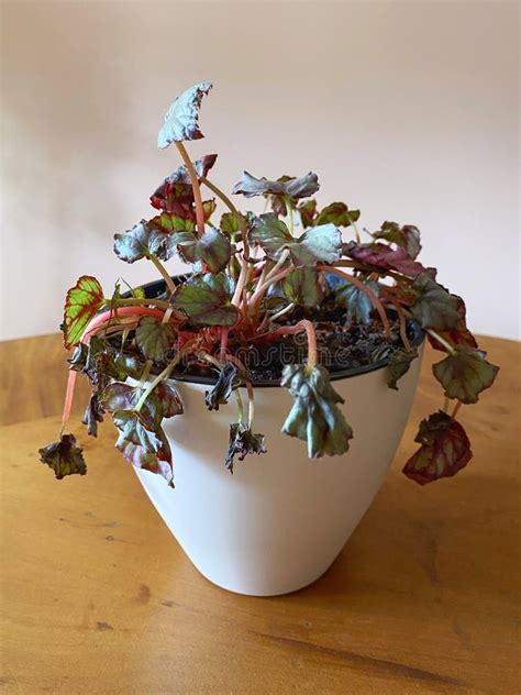 Plant Of The Begonia Species Inside A Beige Vase Stock Image Image
