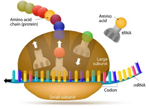 The Genetic Code And The Tree Of Life Cosmic Origins