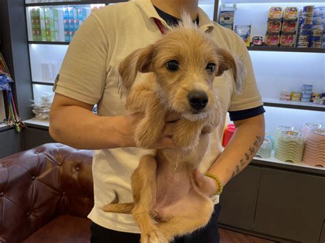 믹스견 오월이 말티즈크기 말티푸크기 푸들크기 먼치킨크기 랙돌크기 브리티쉬숏헤어크기 스코티쉬폴드크기 러시안블루크기 강아지크기 고양이크기 유기견임시보호 유기묘임시보호 강아지임시