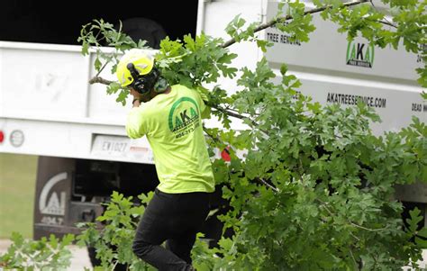 Tree Trimming Removal Company Affordable Emergency Tree Services