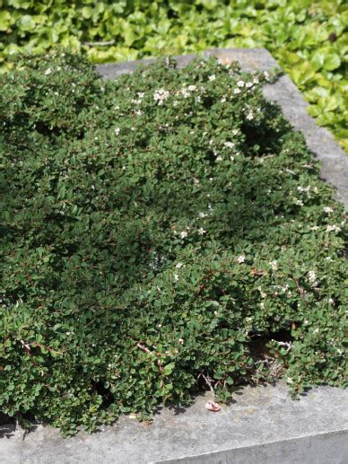 Cotoneaster Congestus Dwergmispel Bloemenpark Appeltern