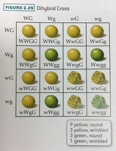 Mcat Bio Section 210 The Genome And Inheritance Mendelian
