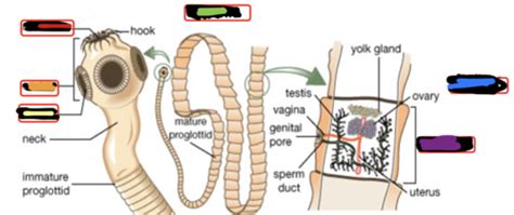 Cestodes Tapeworms Flashcards Quizlet