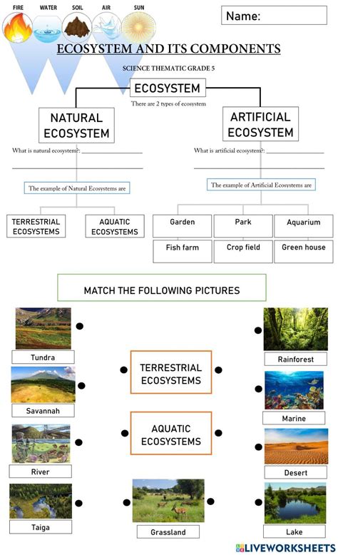 Ecosystem Components Worksheet