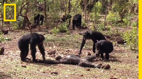 Travis The Chimp Dead