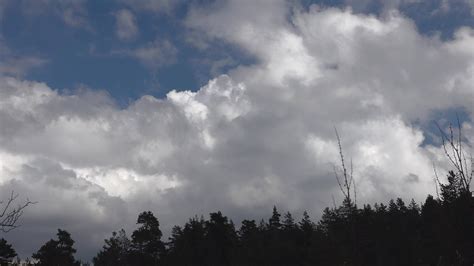 Variable Mix Weather In Pine Forest 26218584 Stock Video At Vecteezy