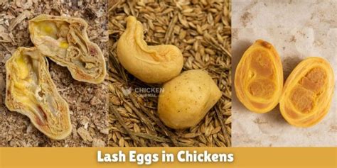Lash Eggs In Chickens All You Need To Know