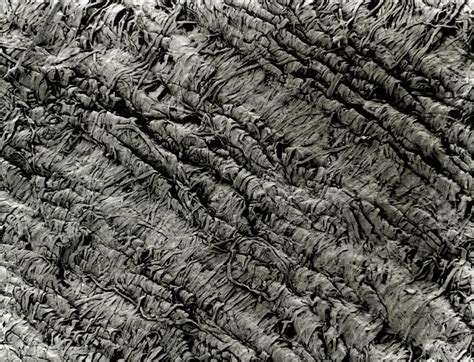 Sem Of Toilet Paper Fibres Photograph By R E Litchfield Science Photo Library Fine Art America