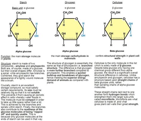 Carbohydratesstarchglycogencellulose The A Level Biologist Your Hub