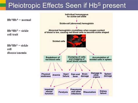 Patterns Of Inheritance Non Mendelian Inheritance Pptx