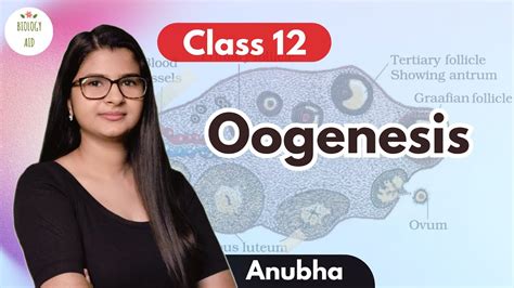 Class 12 Oogenesis Under 4 Mins Youtube