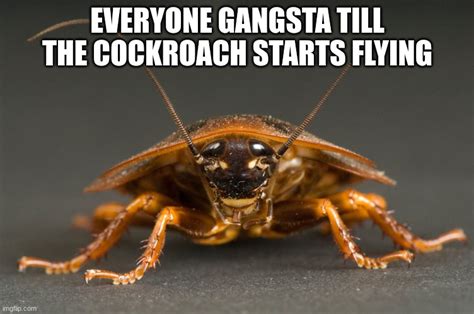 Cockroach Memes And S Imgflip