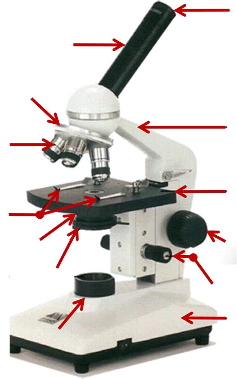 Compound Microscope Diagram Diagram Quizlet