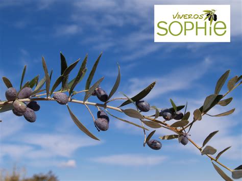 Variedad De Planta De Olivo Pendolino