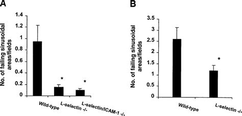 Intravital Microscopy Was Used To Detect Sinusoidal Areas With Download Scientific Diagram