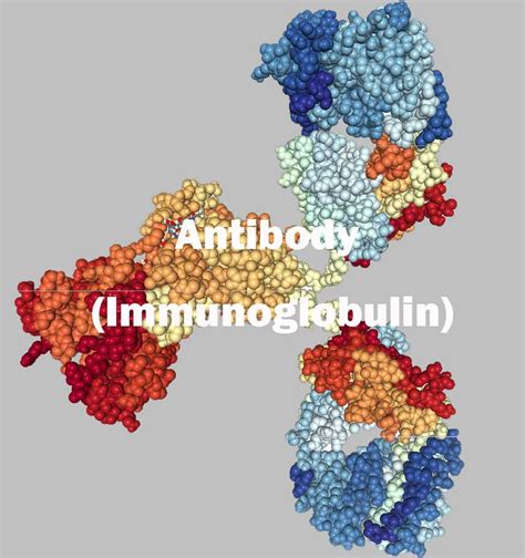 Protein Structure Creative Biostructure