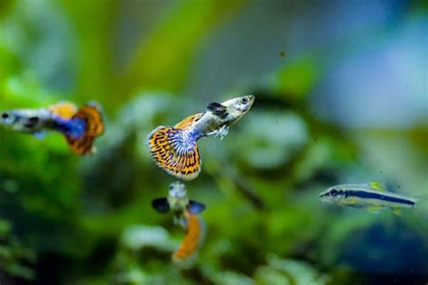 Male Vs Female Guppies How To Identify Each By Color Size Shape