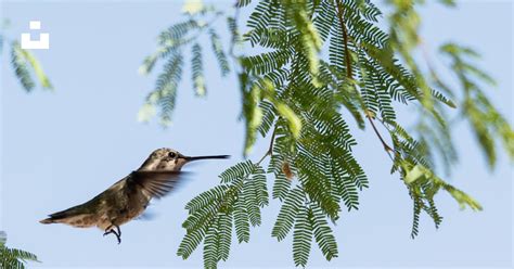 나무 근처에서 공중을 날고 있는 벌새 사진 Unsplash의 무료 헨 더 슨 이미지