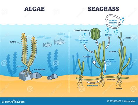 Structure Of Algae With Diagram Algae