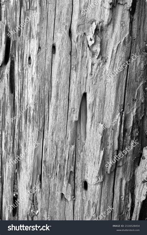 Tree Wood Grain Texture Backgrounds Stock Photo 2116528454 Shutterstock