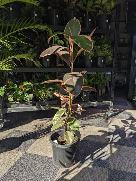 Ficus Elastica Ruby 300mm Eché