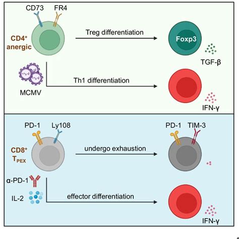 The Functional Adaptability Of Anergic And Tpex Cells Anergic Cd4⁺ T