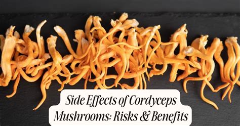 Side Effects Of Cordyceps Mushrooms Risks And Benefits