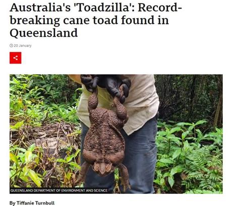 Serious Question Is This The Biggest Toad To Come Out Of Australia Since Rupert Murdoch🧐🤔🤨💭