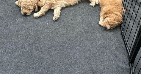 Rehomeing Puppies In North Las Vegas Nv For Sale And Free — Nextdoor
