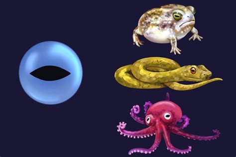 Why There Are Different Shapes Of Pupils And How They Affect Vision