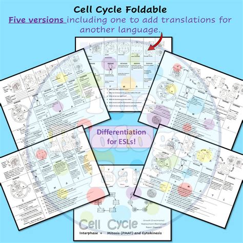 Biology Cell Cycle Mitosis Foldable And Notes Bilingual Marketplace