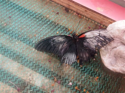 Butterfly Effects Double Sex Butterfly