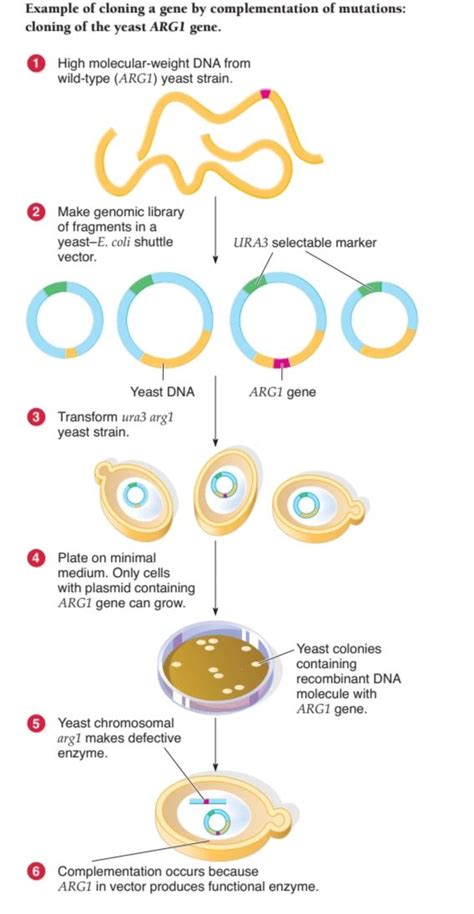 Complementation Method For Identifying Genes Shailaja Kumari Posted