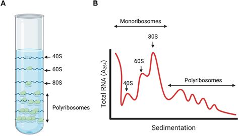 Analysis Of Translational Regulation Using Polysome Profiling And