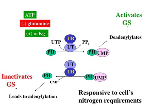 Ppt Nitrogen Assimilation Powerpoint Presentation Free Download Id 3339867