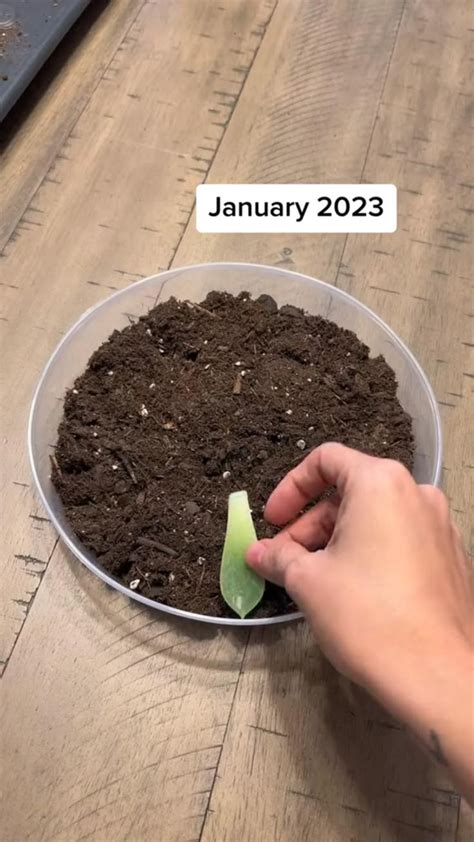 If You Struggle With Propagating Succulent Leaves Succulent