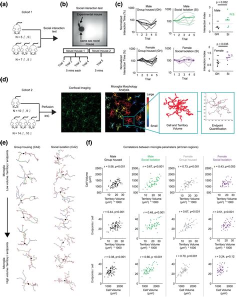 Social Isolation Produces A Sex‐ And Brain Region‐specific Alteration