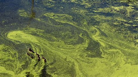 Algae A Meat Alternative Is Rich In Muscle Building Protein